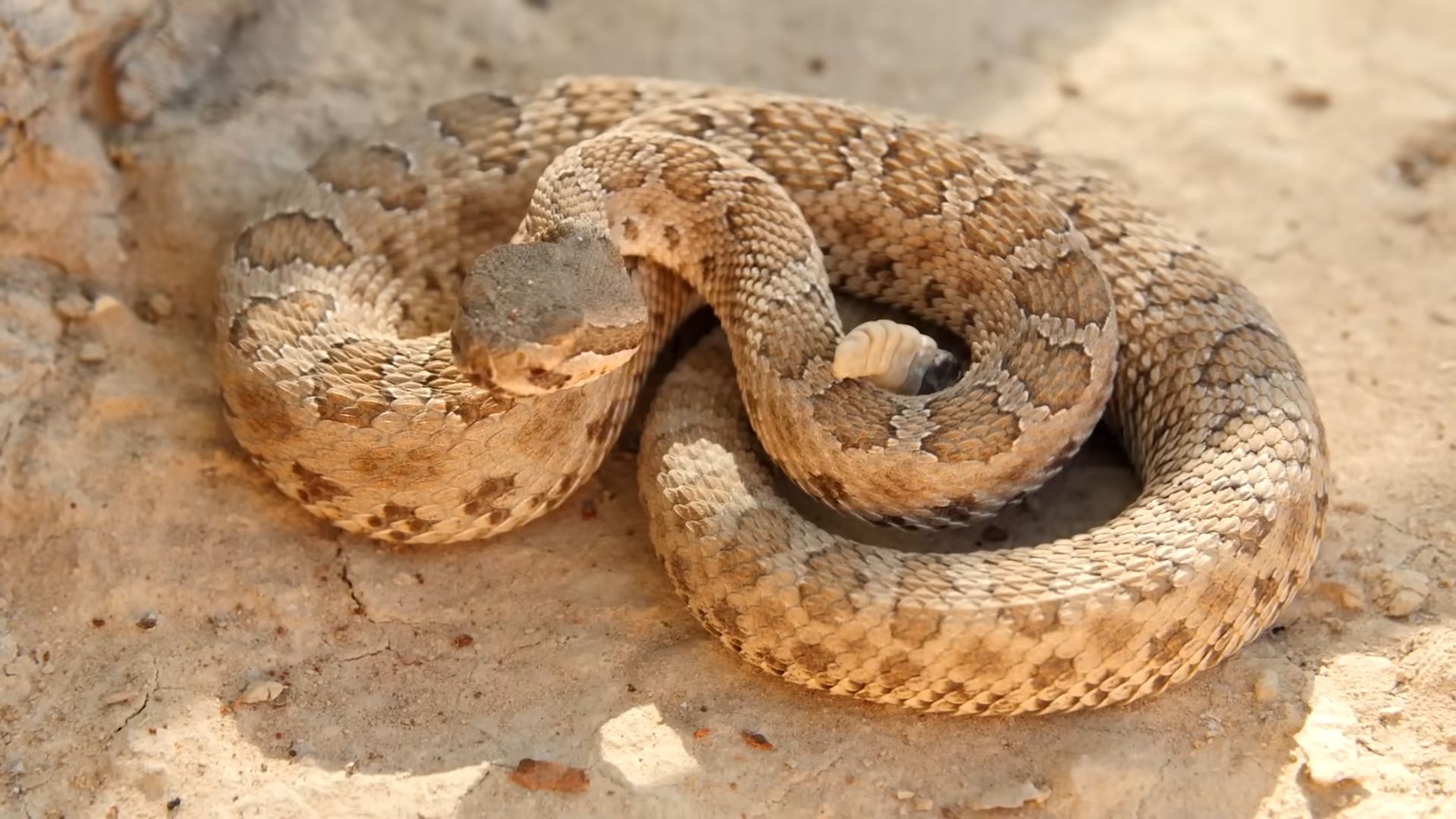 This snake’s venom can kill in minutes – and you won’t feel it coming