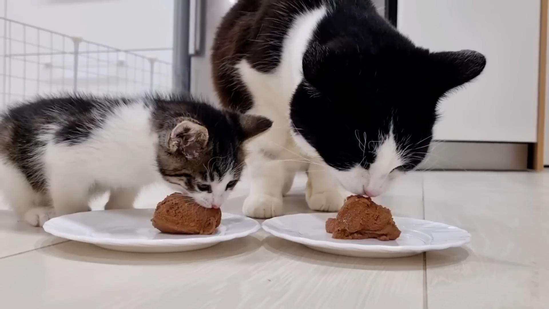 Kitten eats next to cat and watches carefully