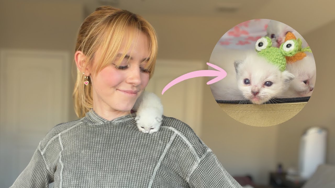 A cute frog-inspired kitten makeover