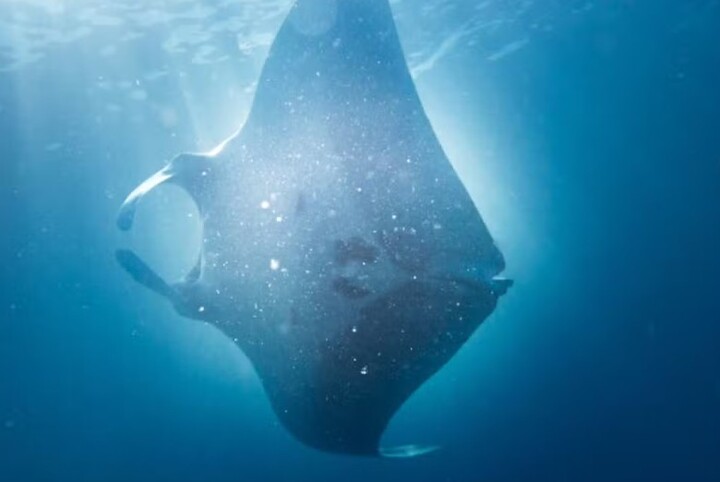Encontro com 'gigante': maior espécie de raia do mundo aparece no ...