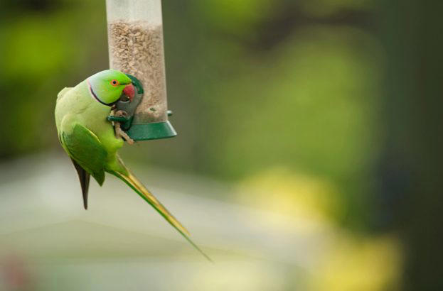 They are a major threat to wildlife around the world, as native animals ...