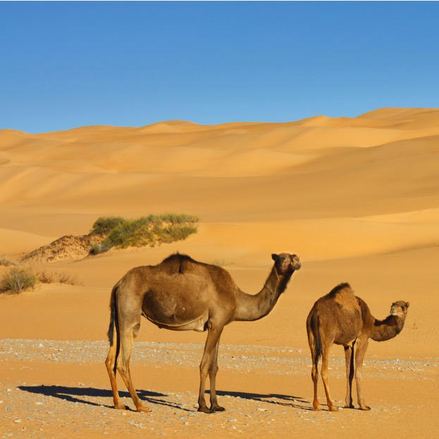 "It can live for 30 years without food & survive temperatures from zero ...