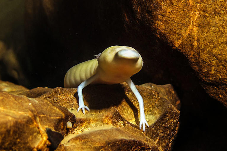 "It can live for 30 years without food & survive temperatures from zero ...
