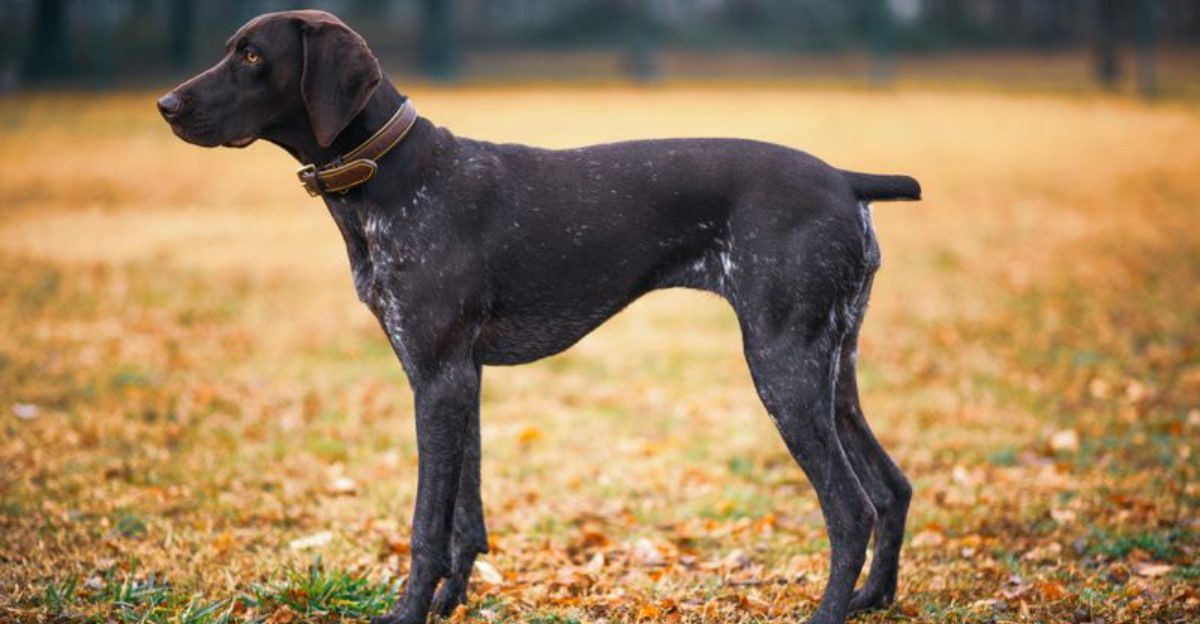 12 hunting dog breeds that may outperform labs