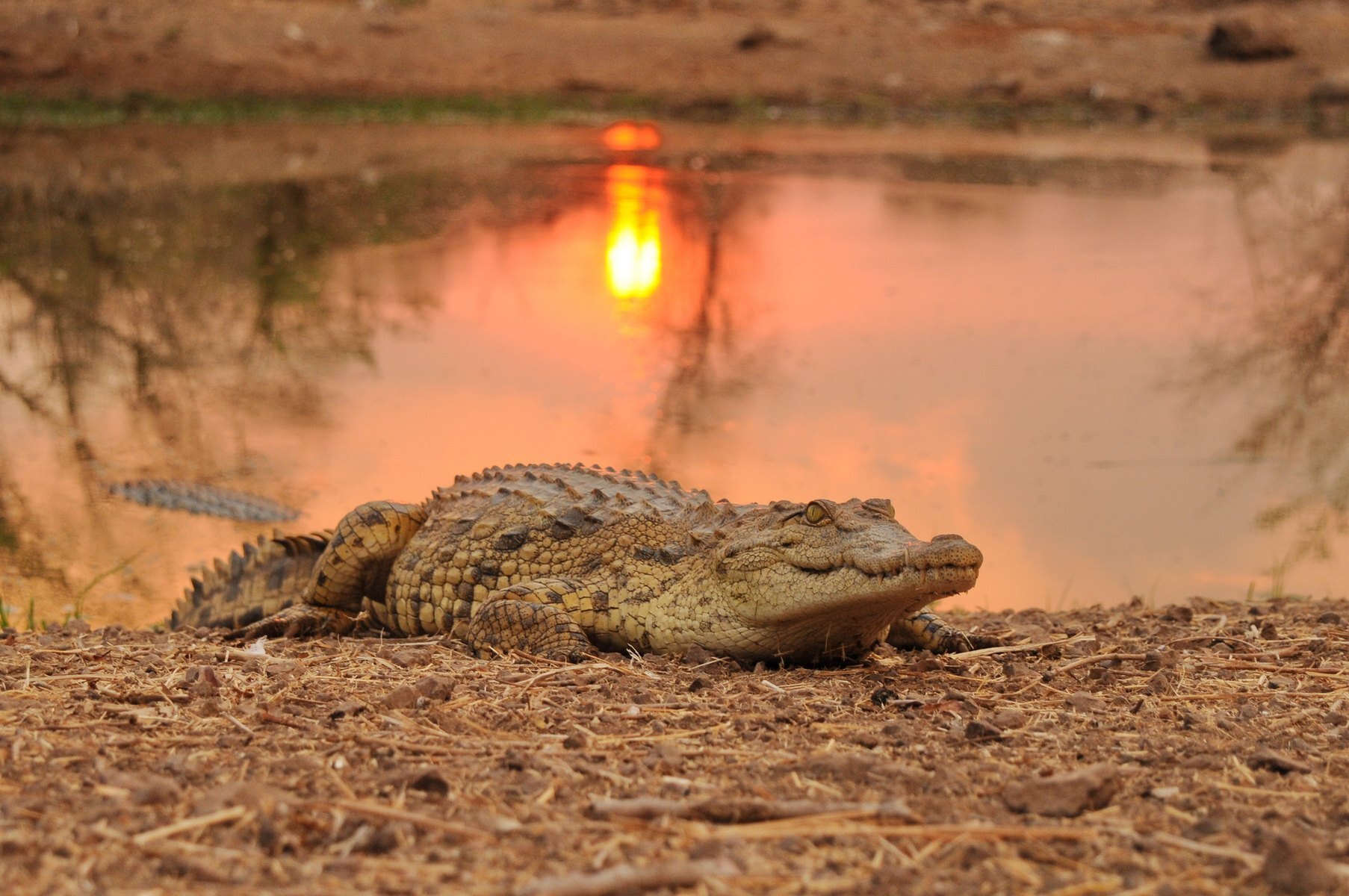Fun facts and wild truths about crocodiles