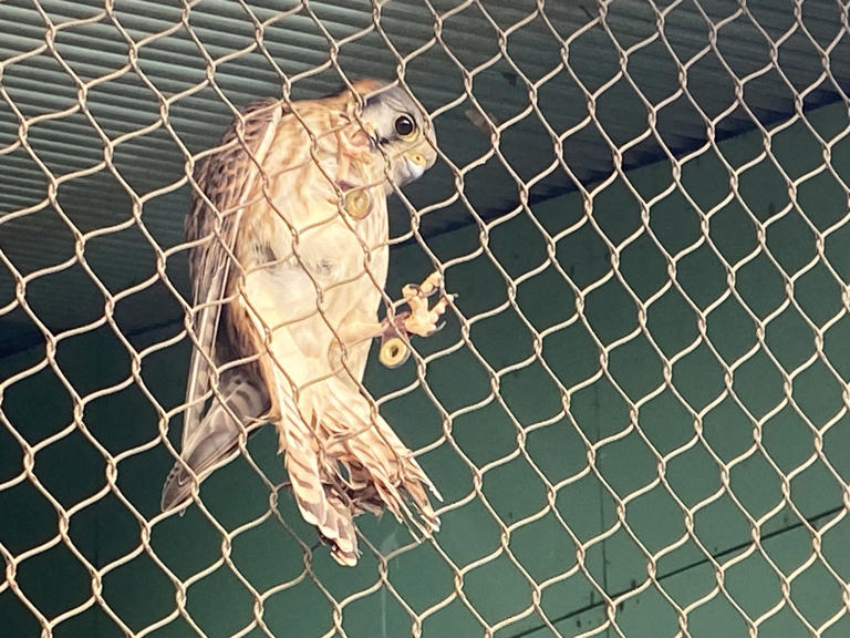 People enraptured by raptors