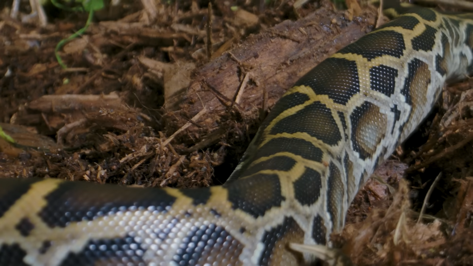 This 5-meter snake is destroying entire ecosystems – and it’s spreading