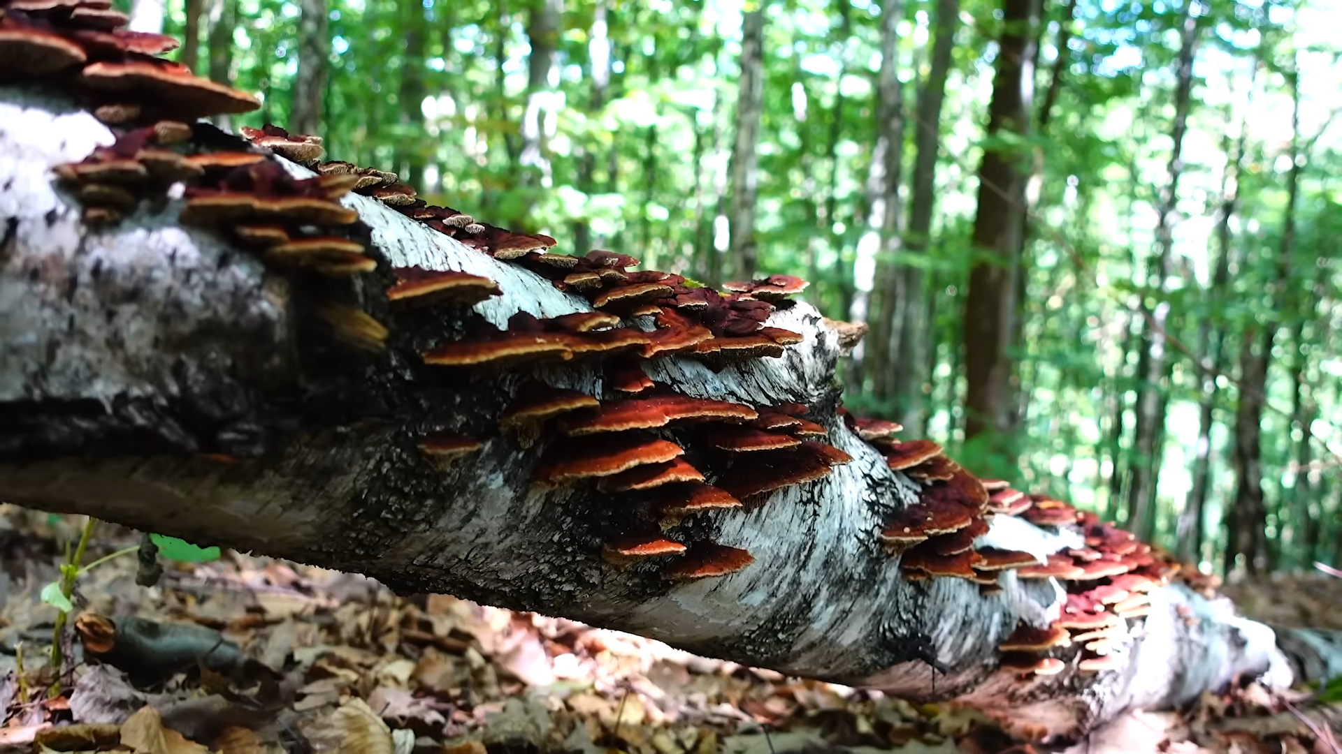 A French forest is hiding 200,000 chemical shells under the soil