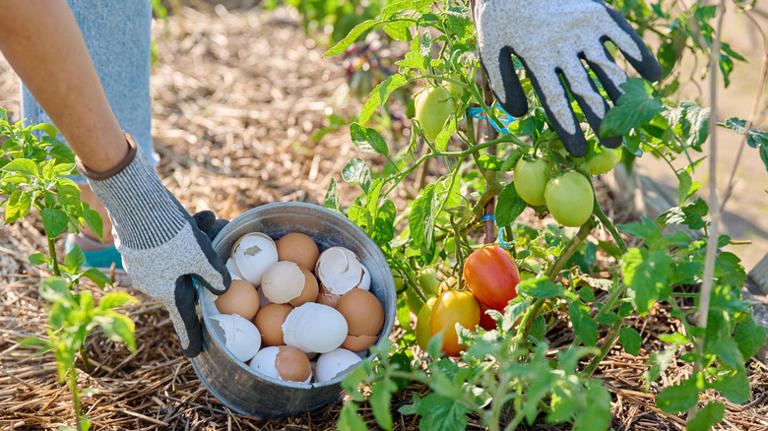 The right fertilizer schedule for thriving tomato plants