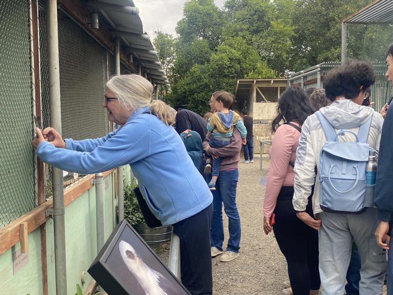 People enraptured by raptors