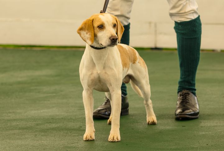 If your dog displays these signs they might be a genius