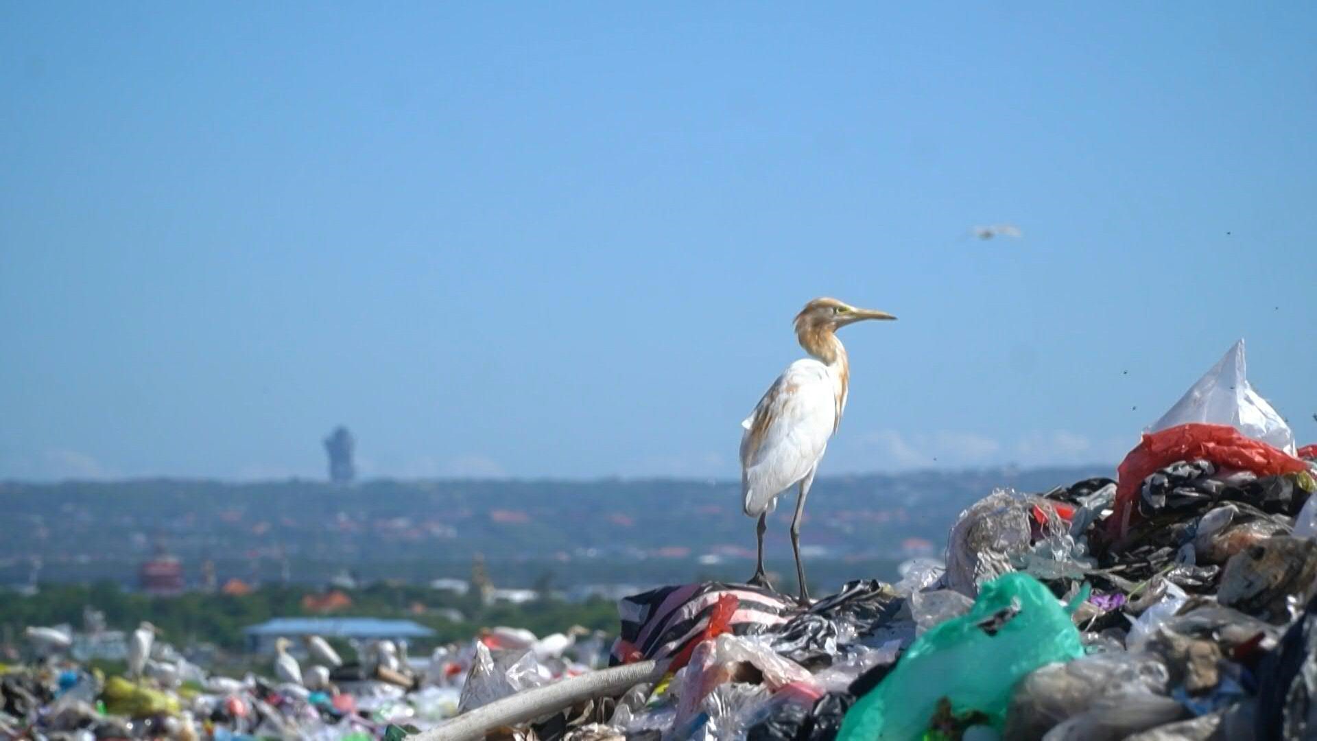Dream tourist destination Bali drowning in rubbish after landfill closed