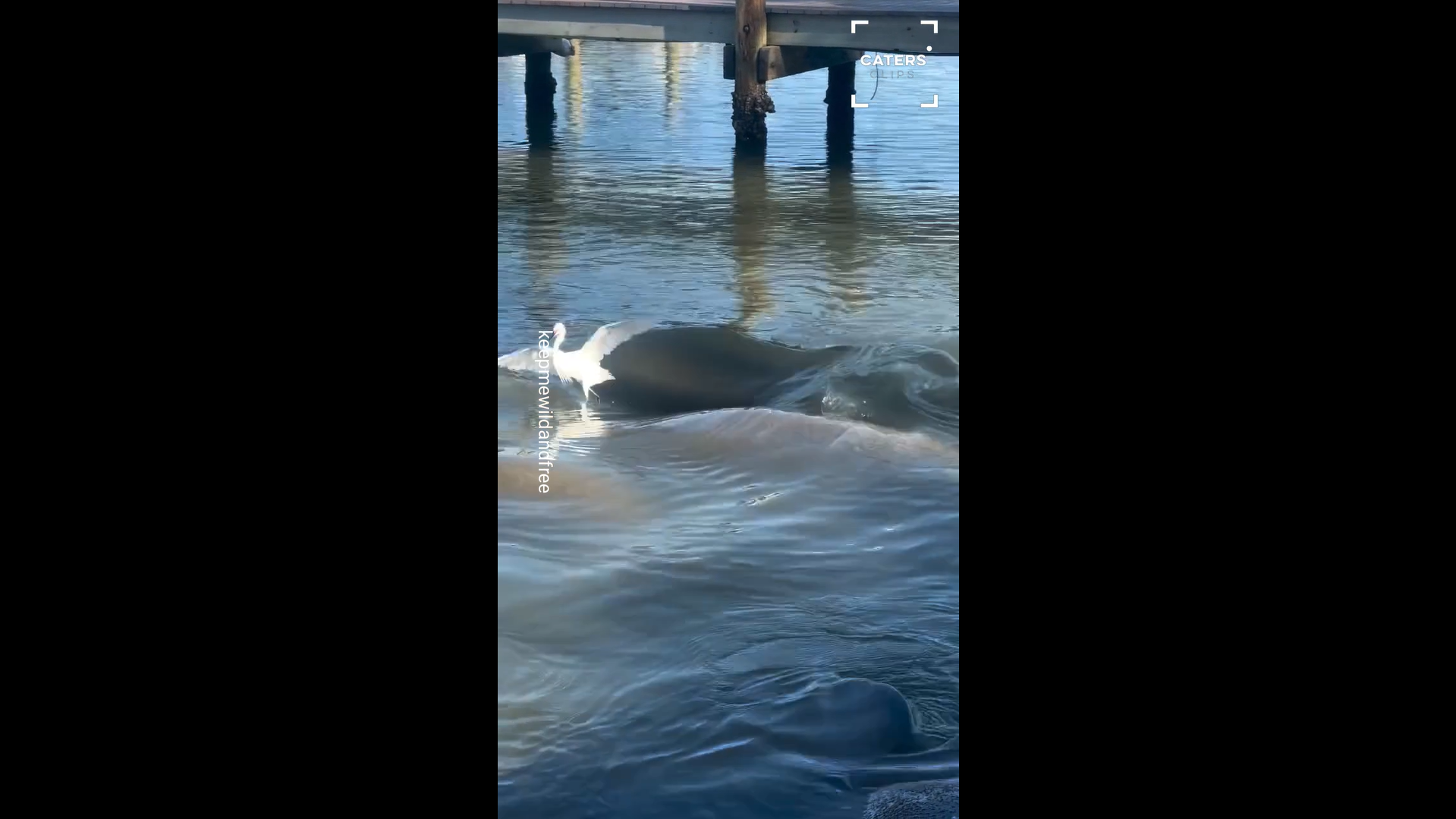 Crane rides manatees in amazing wildlife moment in Florida