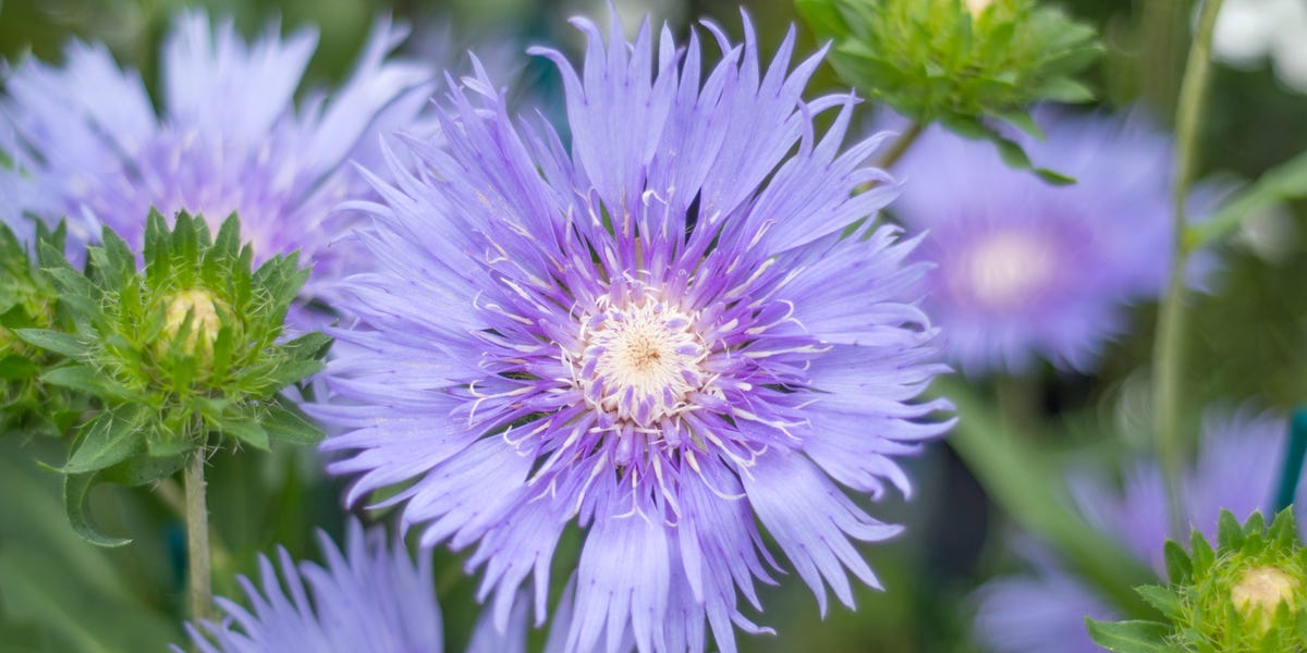 7 easy purple flowers to plant now for color all summer
