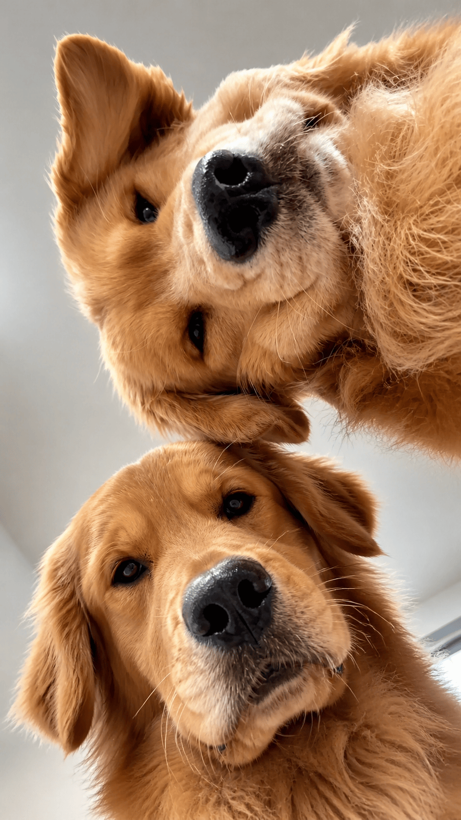 Do you still want a golden retriever