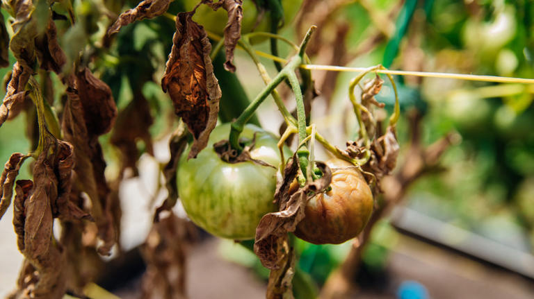The right fertilizer schedule for thriving tomato plants