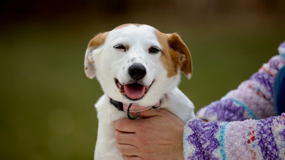 7 things you should do if you want your dog to be 100% happy with you