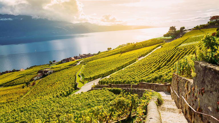 Une biodiversité fragile : Lavaux, le plus grand vignoble suisse, tient ...