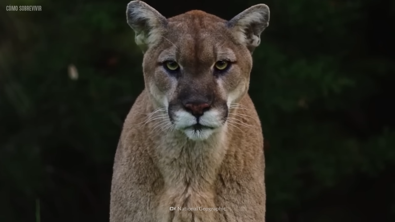 El error que te mata frente a un puma