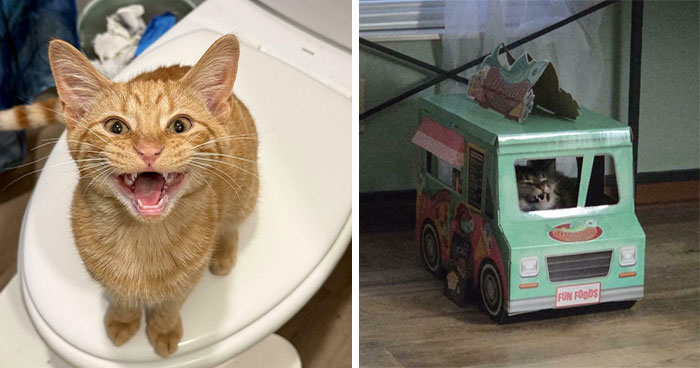 75 cats who had something very important to scream about