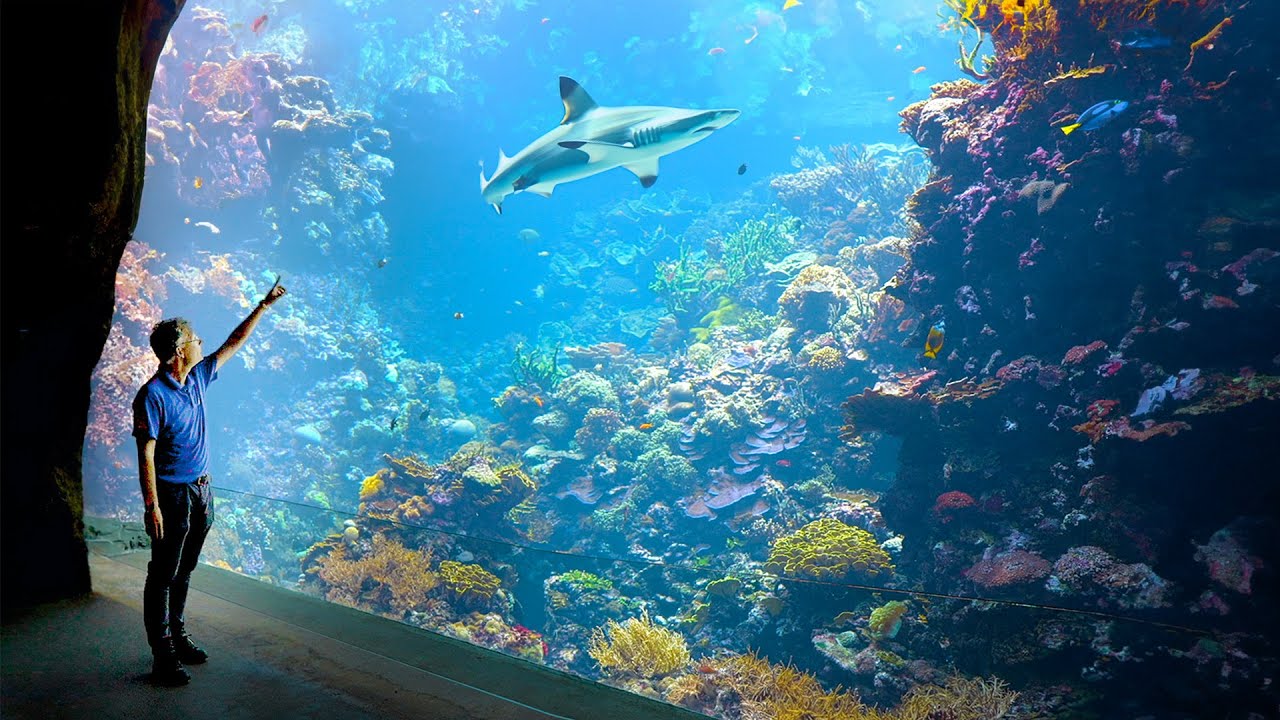 Dutch Aquarium 3 Largest Aquarium In The World Private Tour