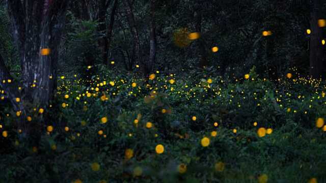 Best weekend getaways from Hyderabad to see fireflies in 2026