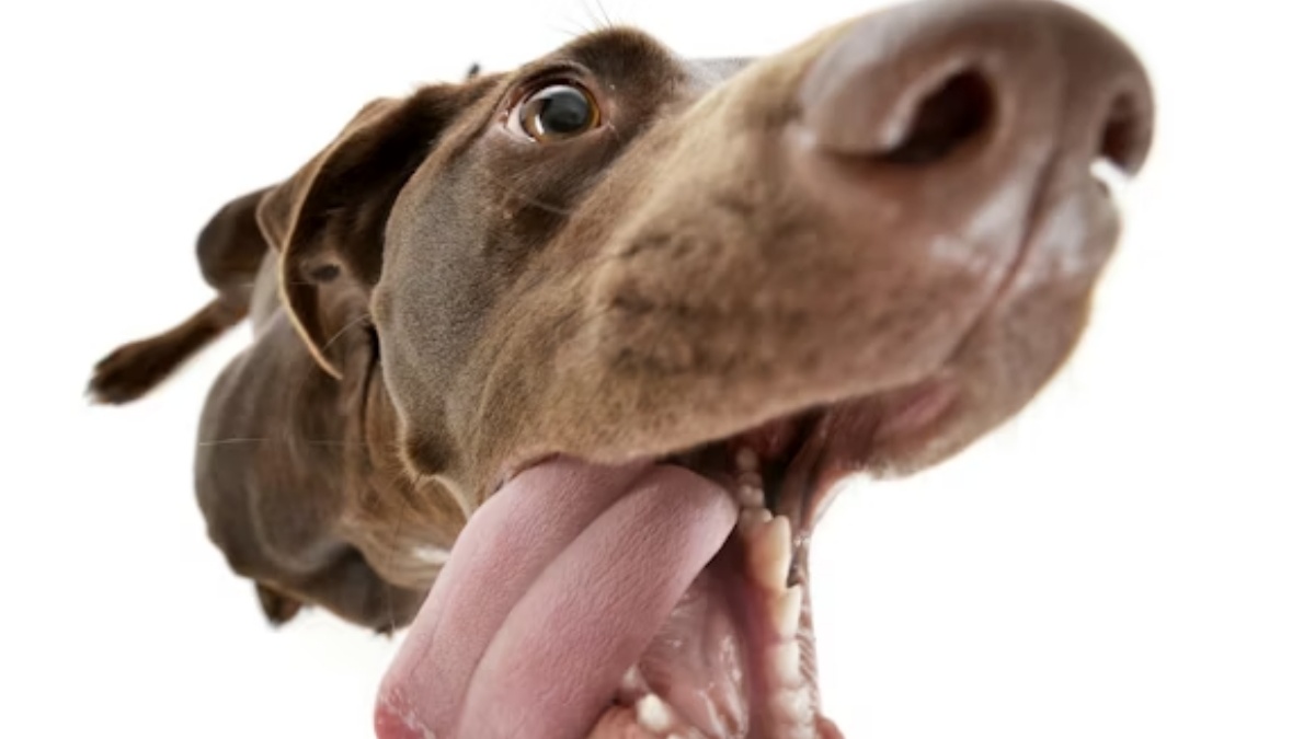 The 10 signs of love your dog can't hide