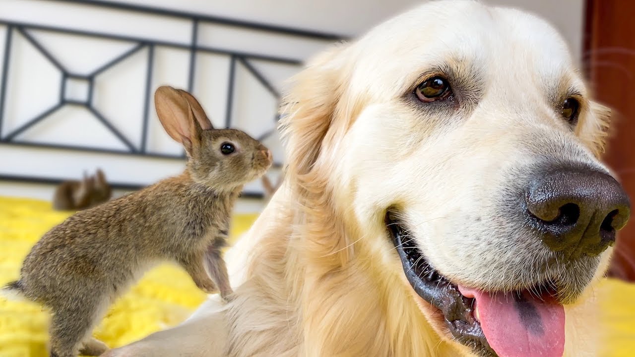 Baby bunny thinks golden retriever is giant friend