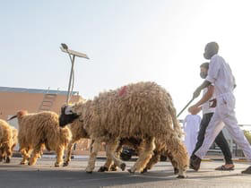 Dubai sets standardised Adahi prices for Hajj 2026