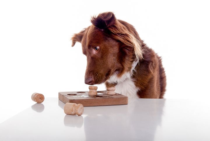 If your dog displays these signs they might be a genius