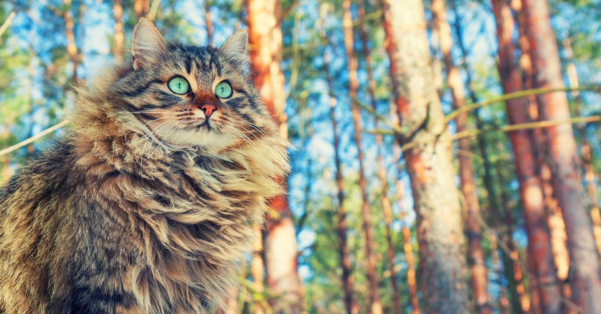 Low energy cat breeds for owners who just want to chill