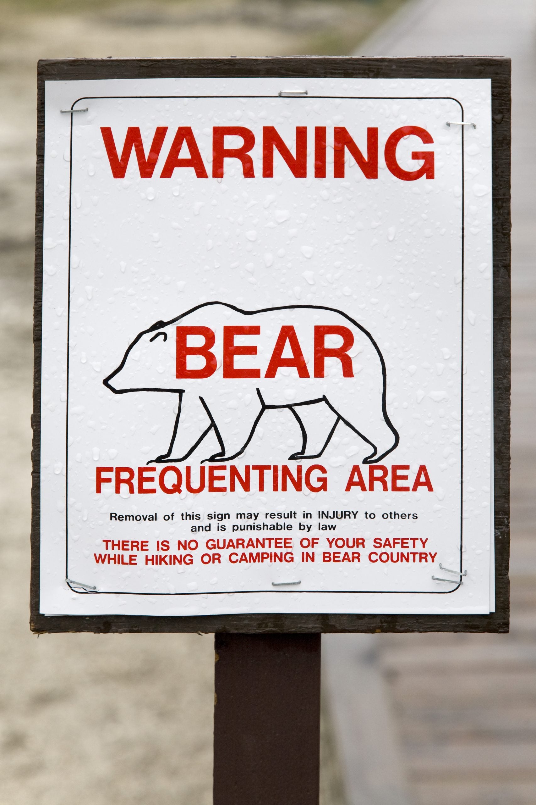 2 hikers injured in bear attack in Yellowstone National Park