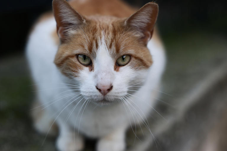 Ocho señales de estrés en su gato que pasan desapercibidas: aprenda ...