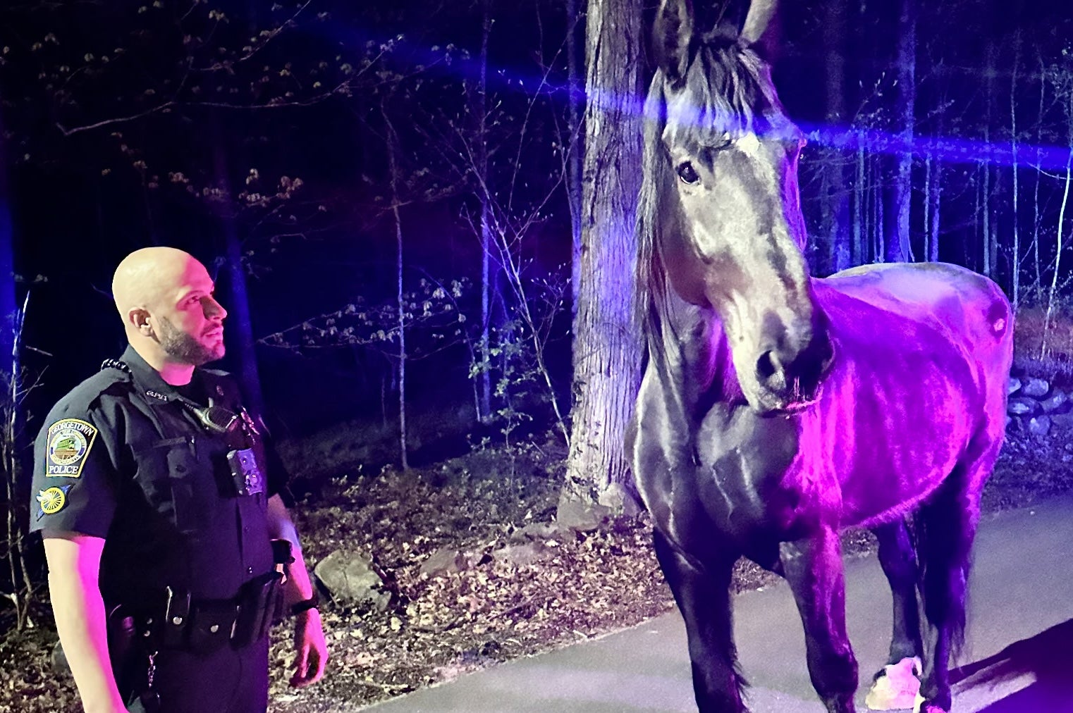 The perp was a horse, of course