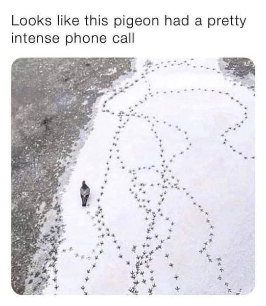 A blissful batch of 26 wildly wholesome animal memes to boost your mood