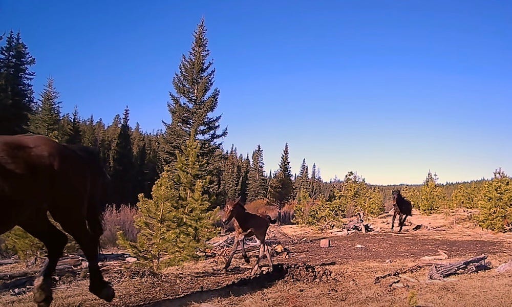 'Stranger danger' sends wild horses running for their lives