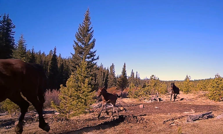 'Stranger danger' sends wild horses running for their lives