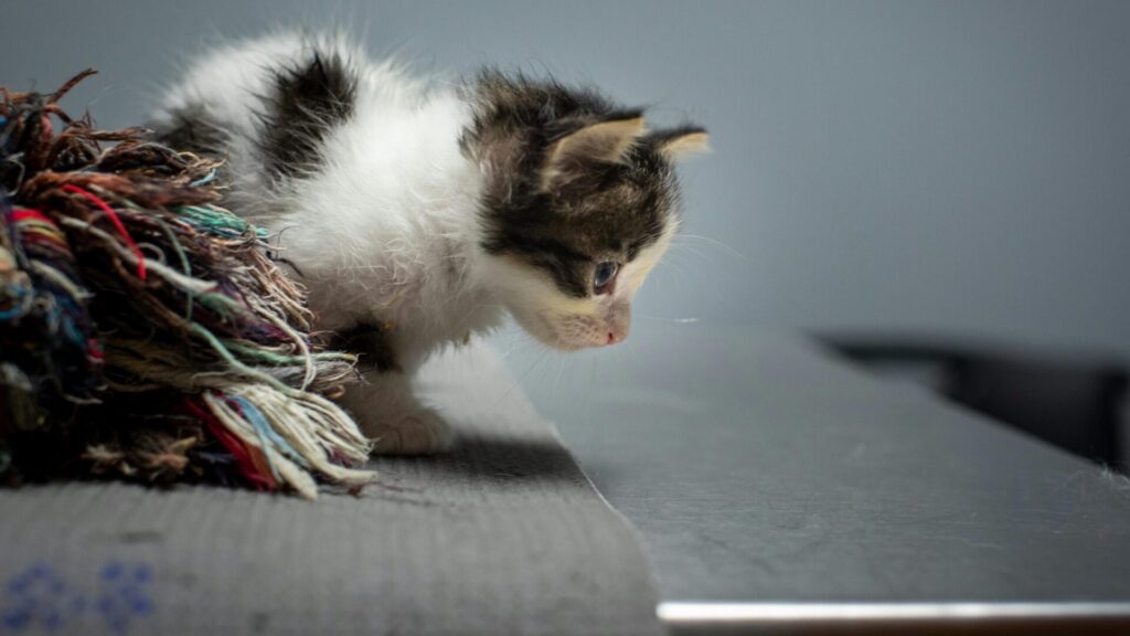 Romeo and Juliet kittens get rescued days apart, but this love story ...