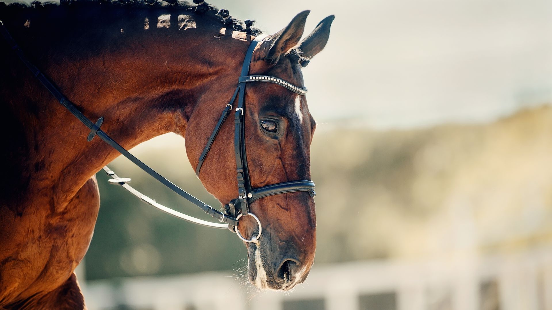 Our top tips for taking care of your horse