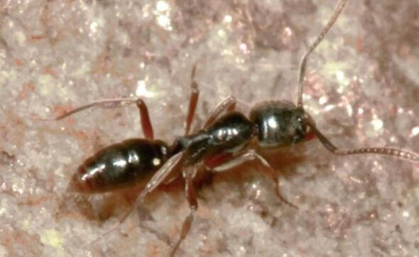 Deadly ant with stinger that can cause severe pain found in 20 states ...
