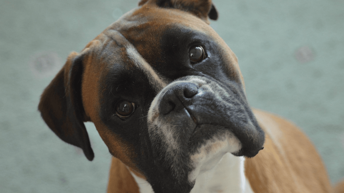 If you notice these 10 signs, your dog might be bored, according to the ...