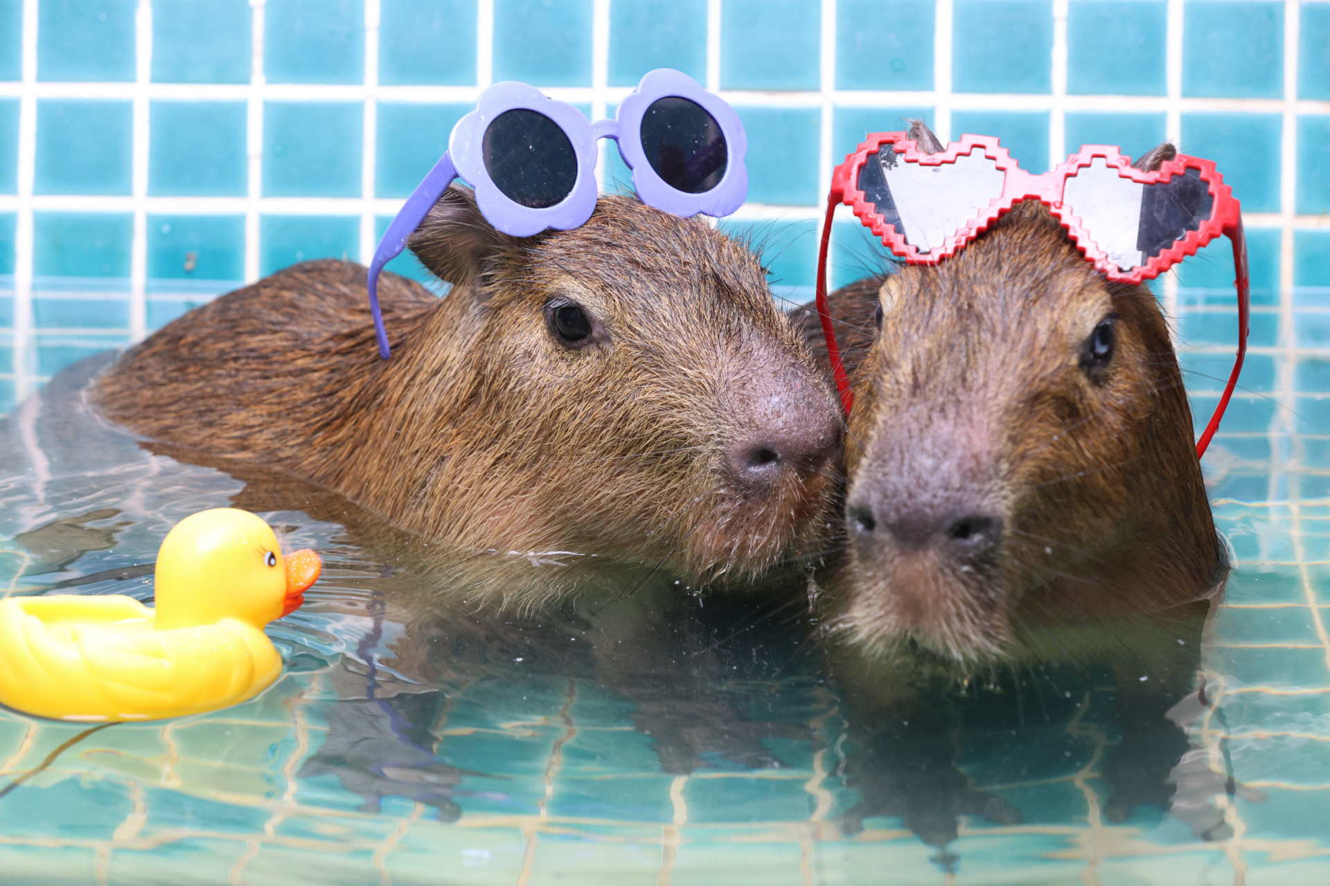 The worst animals to keep as pets