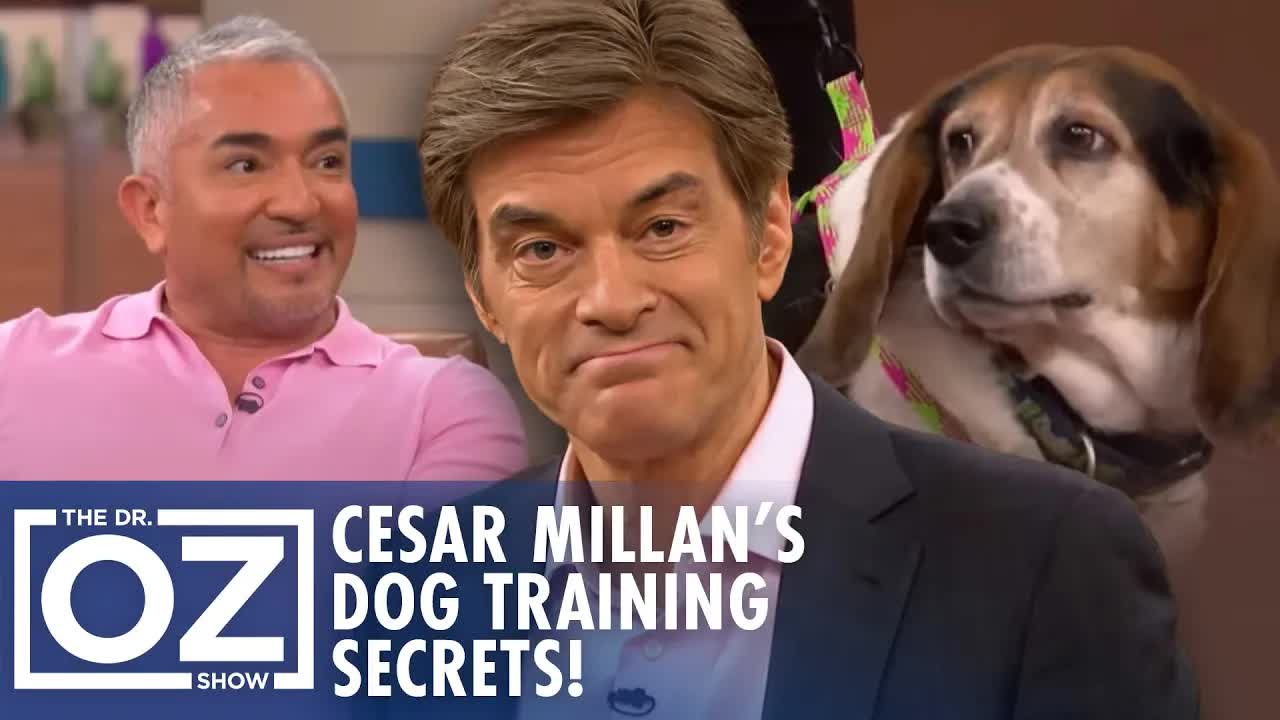 Cesar Millan’s dog training secrets revealed | Oz Wellness