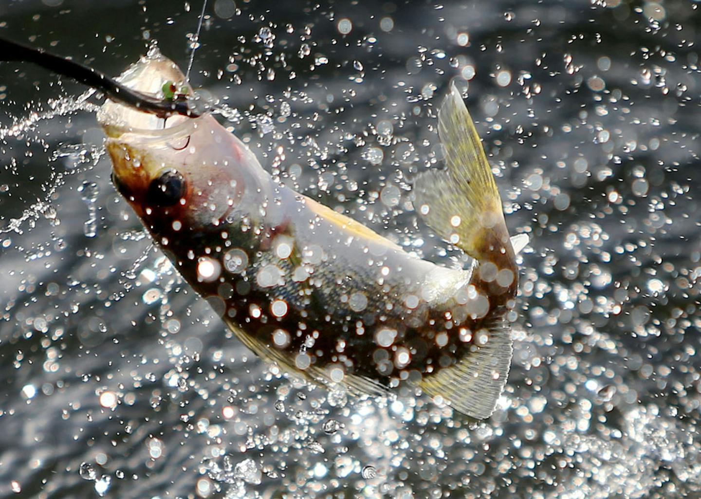 What questions do you have about the 2026 fishing opener?