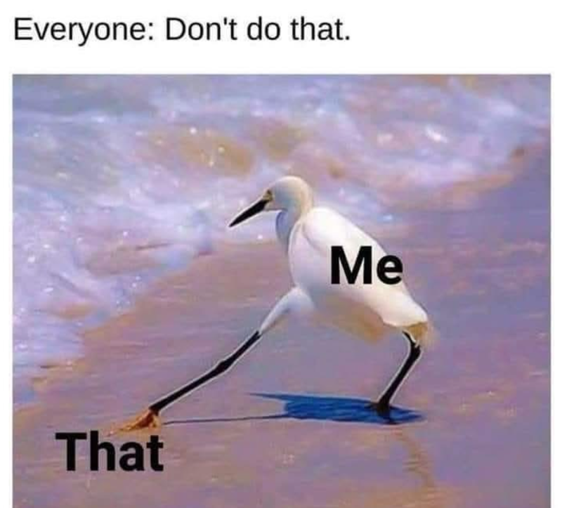 A blissful batch of 26 wildly wholesome animal memes to boost your mood