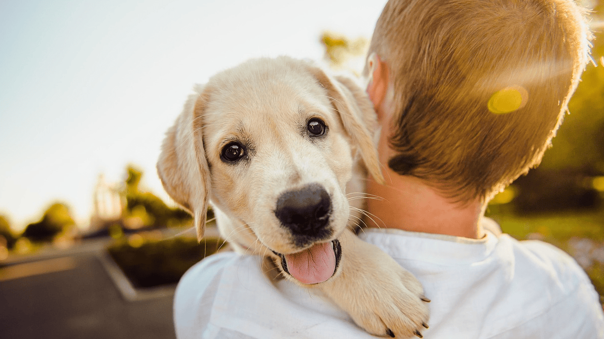 12 behaviors that show your dog may understand your emotions deeply