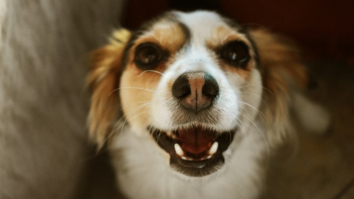 Is your dog acting differently? These signs could indicate autism ...