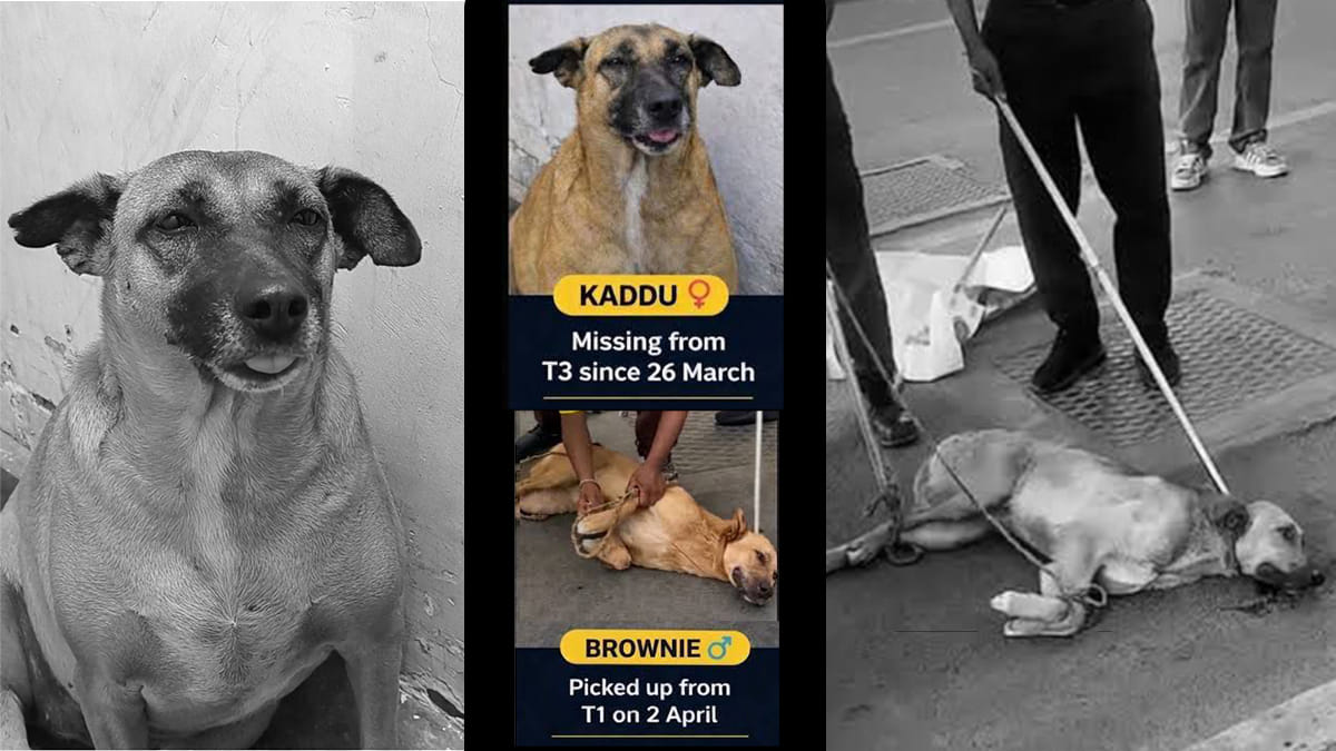 Where are Kaddu & Brownie? Delhi court condemns police ‘apathy’ in IGI ...