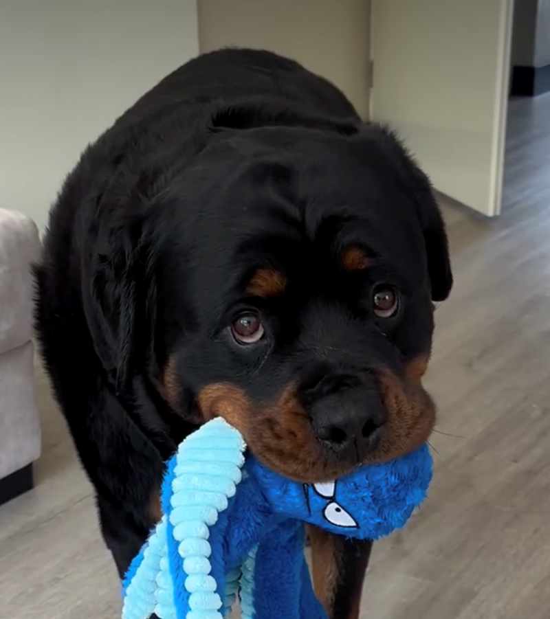 24 wholesome rottweilers who didn't get the memo about being scary