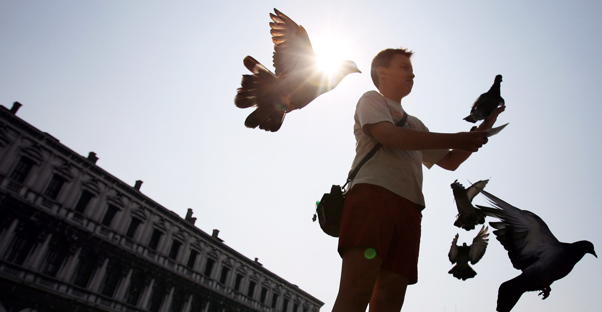 Why the pigeon is the world's most misunderstood bird